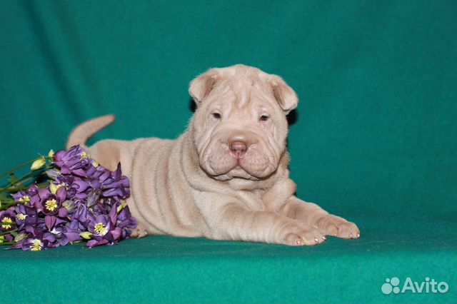 Лиловый шарпей