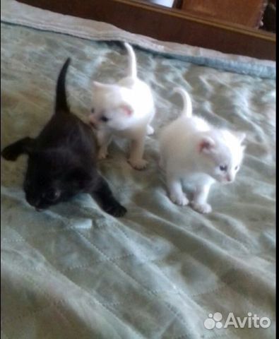 "Пасхальные" котята в добрый дом