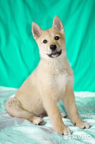 Самый красивый щенок ищет дом