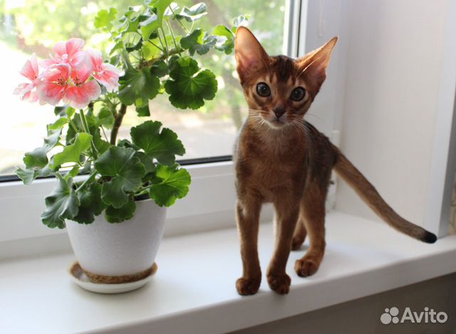 Абиссинские котята