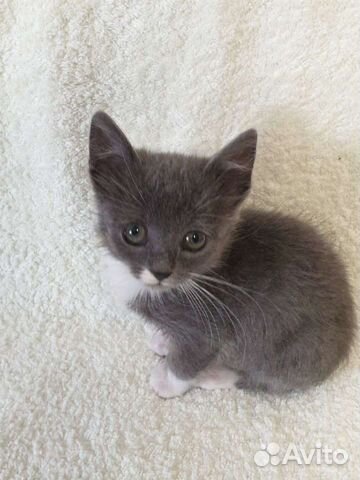 Красотуля в добрые руки