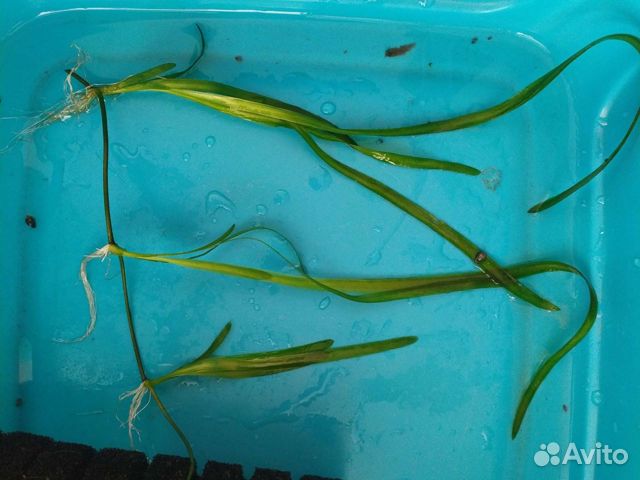 Аквариумное растение