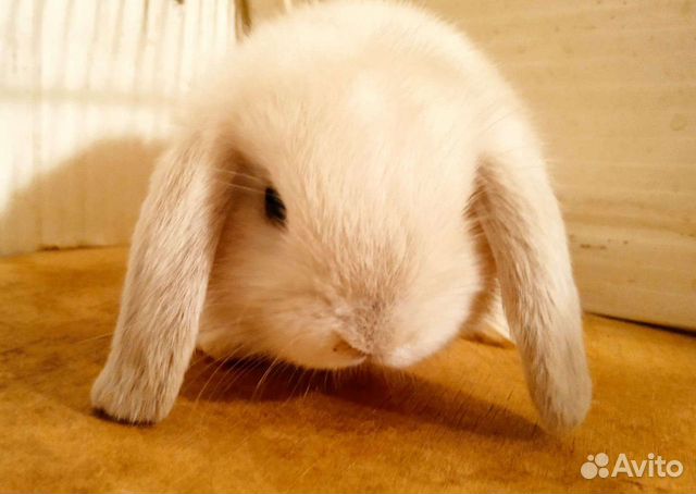 Декоративные кролики