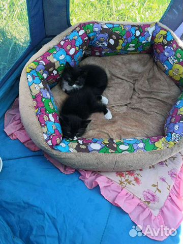 Котята 1.5 месяца