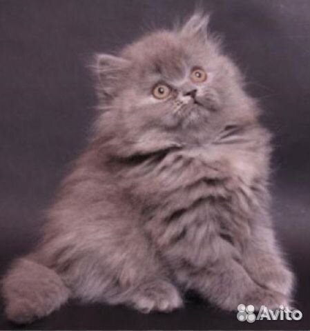 Пуговки хайленд шотландские