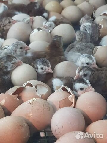 Цесарки благоварские и французские. Доставка