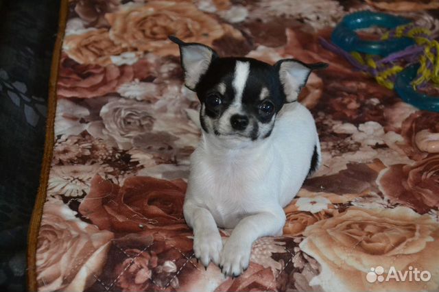 Маленький мальчик Тимоша