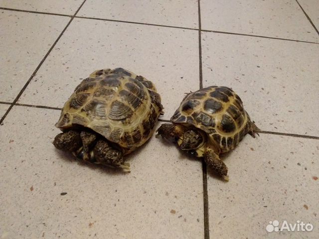 Сухопутные черепахи (пара)