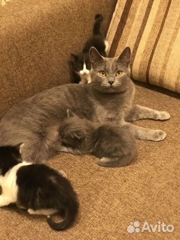 Котята- метисы от кошки британской гладкошёрстной