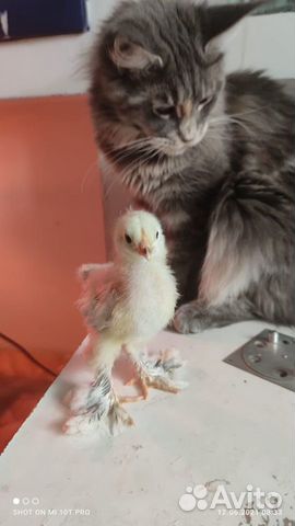 Цыплята породы брама