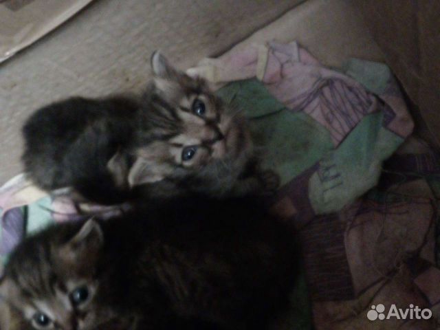 4 котёнка ищут заботливого хозяина