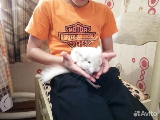 Шиншилленок мальчик, красавчик. Цвет белый Вильсон