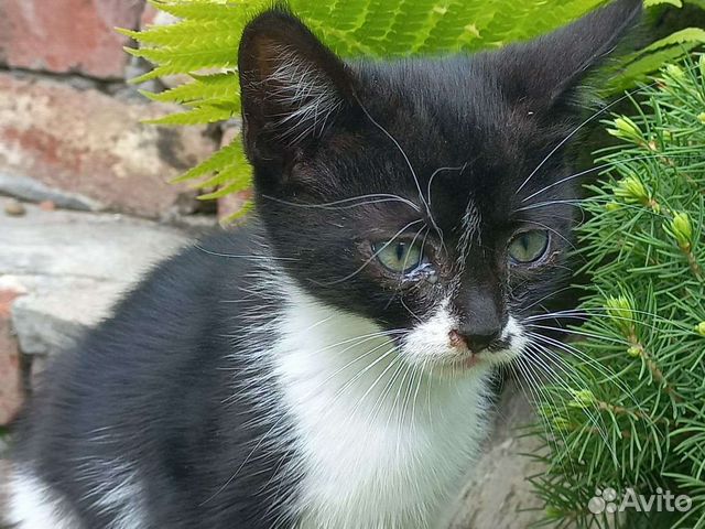 Котята