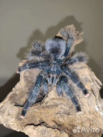 Паук птицеед Avicularia metallica