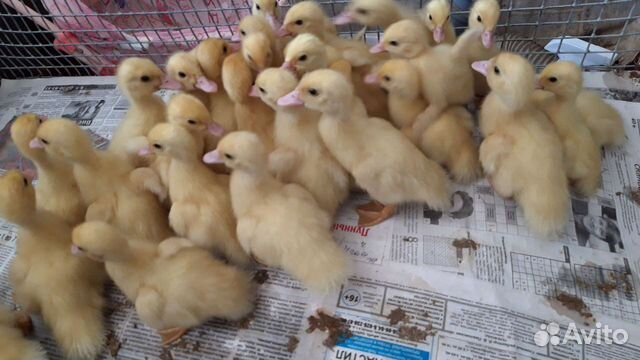 Утята индоутки