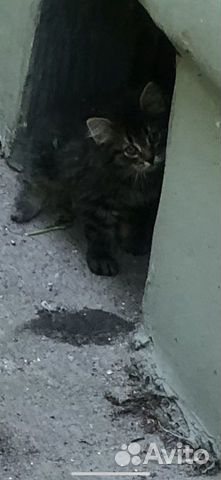 Камышовые котята