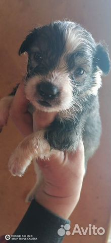 Пастушьи и скотогонные собаки