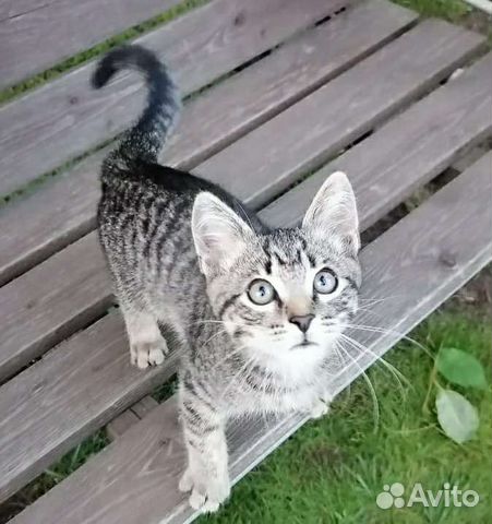 Домашний котёнок, мальчик