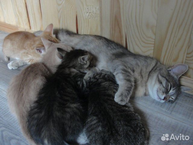 Котята в добрые руки