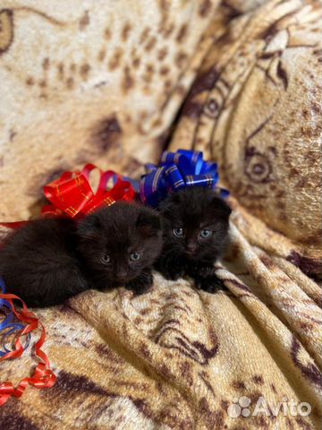 Породистые котята