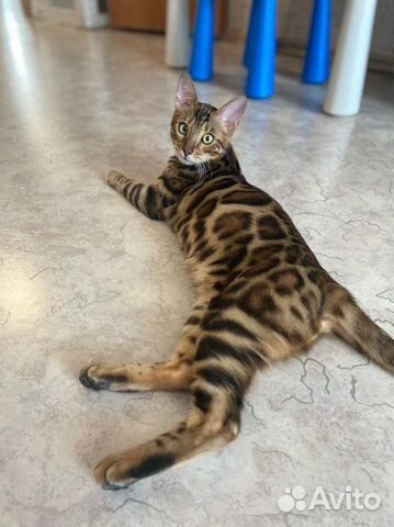 Бенгальские котята продажа