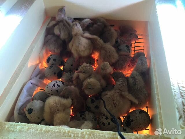 Перепела суточные