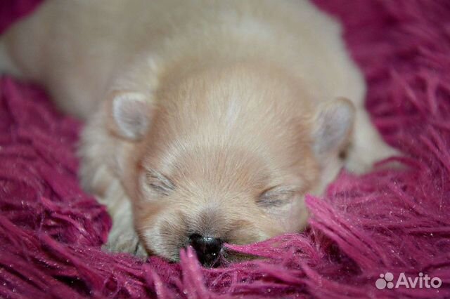 Кремовое чудо померанчик