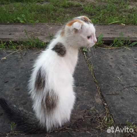 Котенок в добрые руки