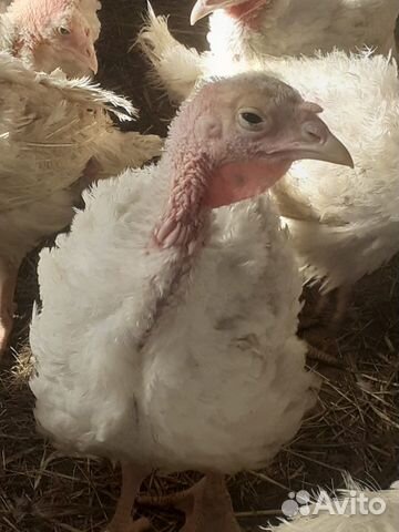 Индюк бройлерный биг6