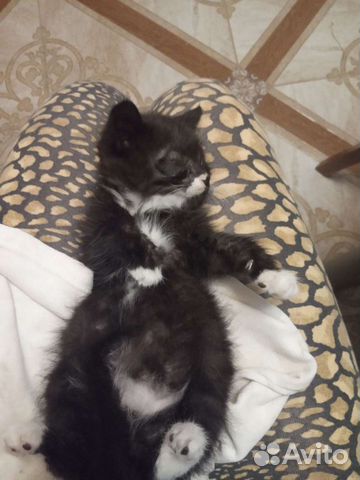 Котенок мальчик