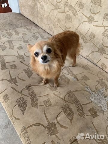 Чихуахуа потеряшка