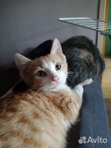 Рыжий котенок Бублик