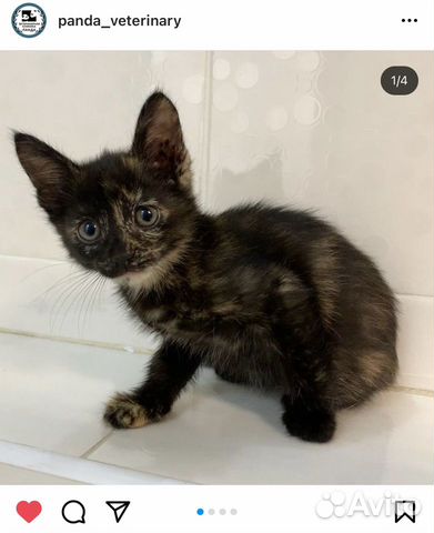Котенок 2 мес. в дар от Ветеринара