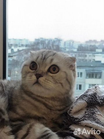 Шотландская вислоухая кошка