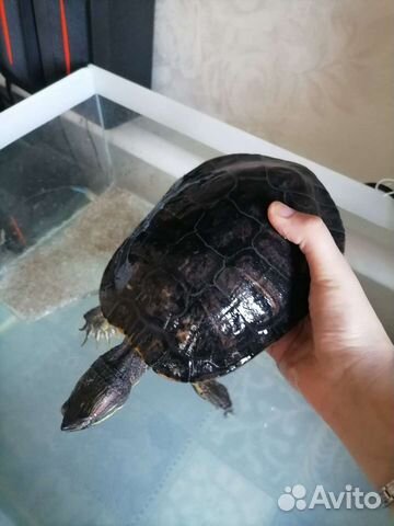 Красноухая черепаха с аквариумом