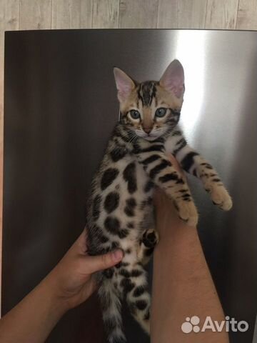 Бенгальская