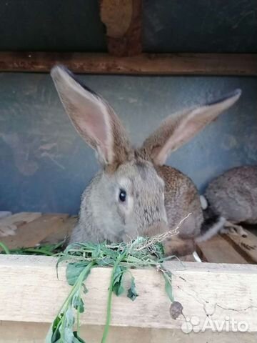 Кролики, мясо кролика, клетки