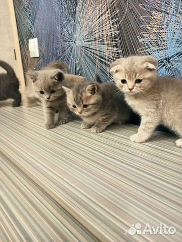 Шотландские плюшевые вислоухие котята