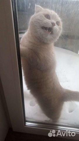 Вислоухий в добрые руки