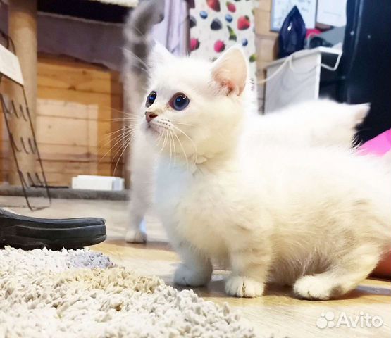 Кошечки манчкин