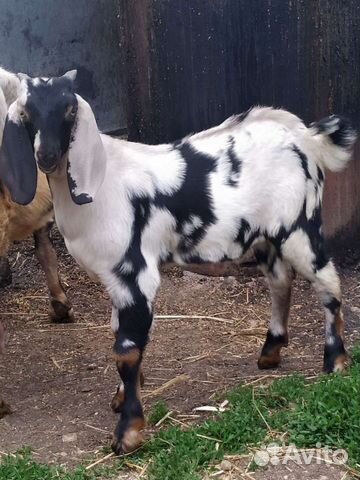 Нубийские козы