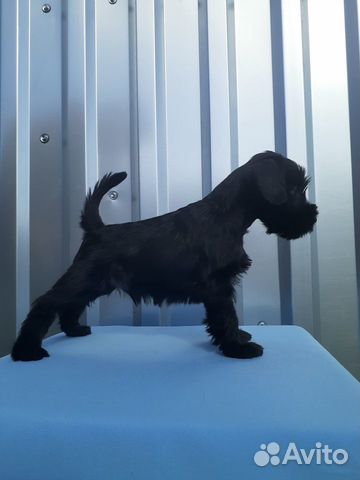 Щенки цвергшнауцера