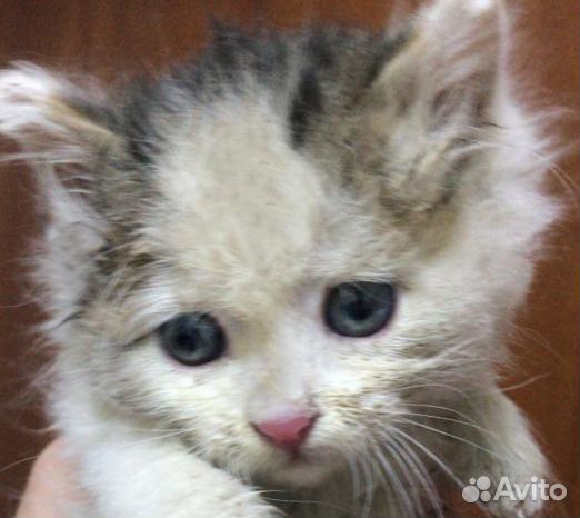 Белый котенок Снупик, 2 мес