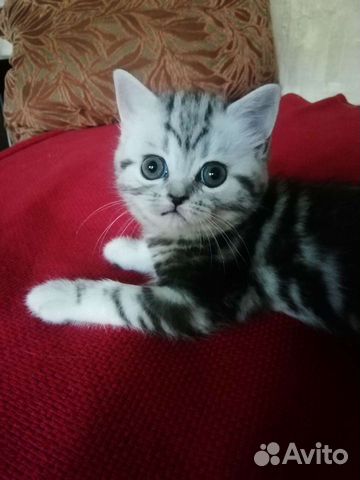 Британская