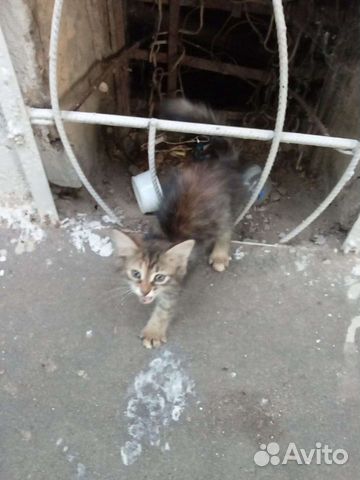 Котенок ищет дом