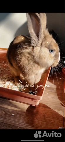 Декоративные кролики