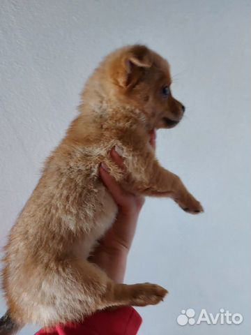 Метис шпиц+ чишка