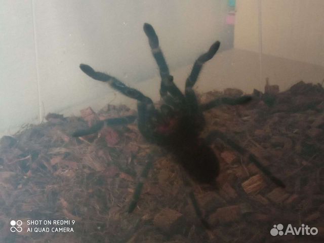 Паук птицеед