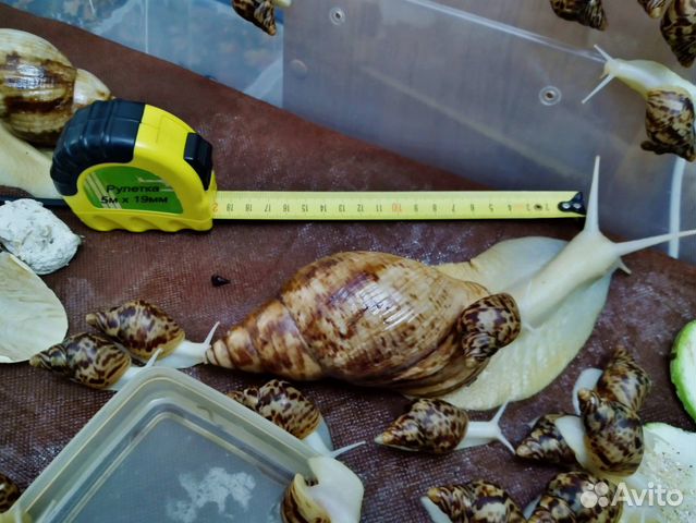 Улитки - Ахатина Ретикулята Альбино