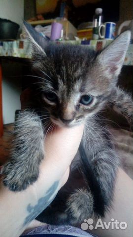Котята в дар 5 шт